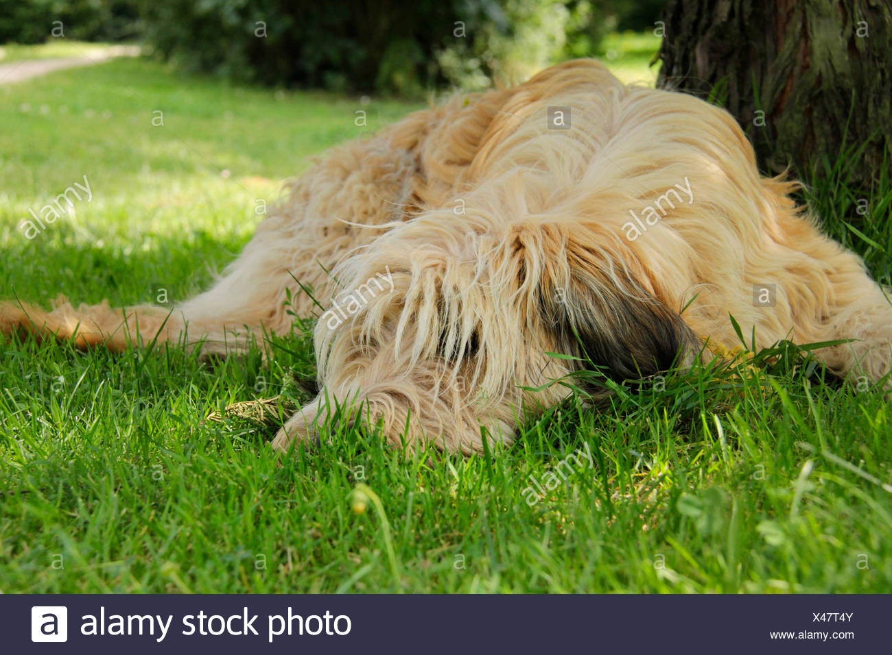 White German Herding High Resolution Stock Photography and Images - Alamy