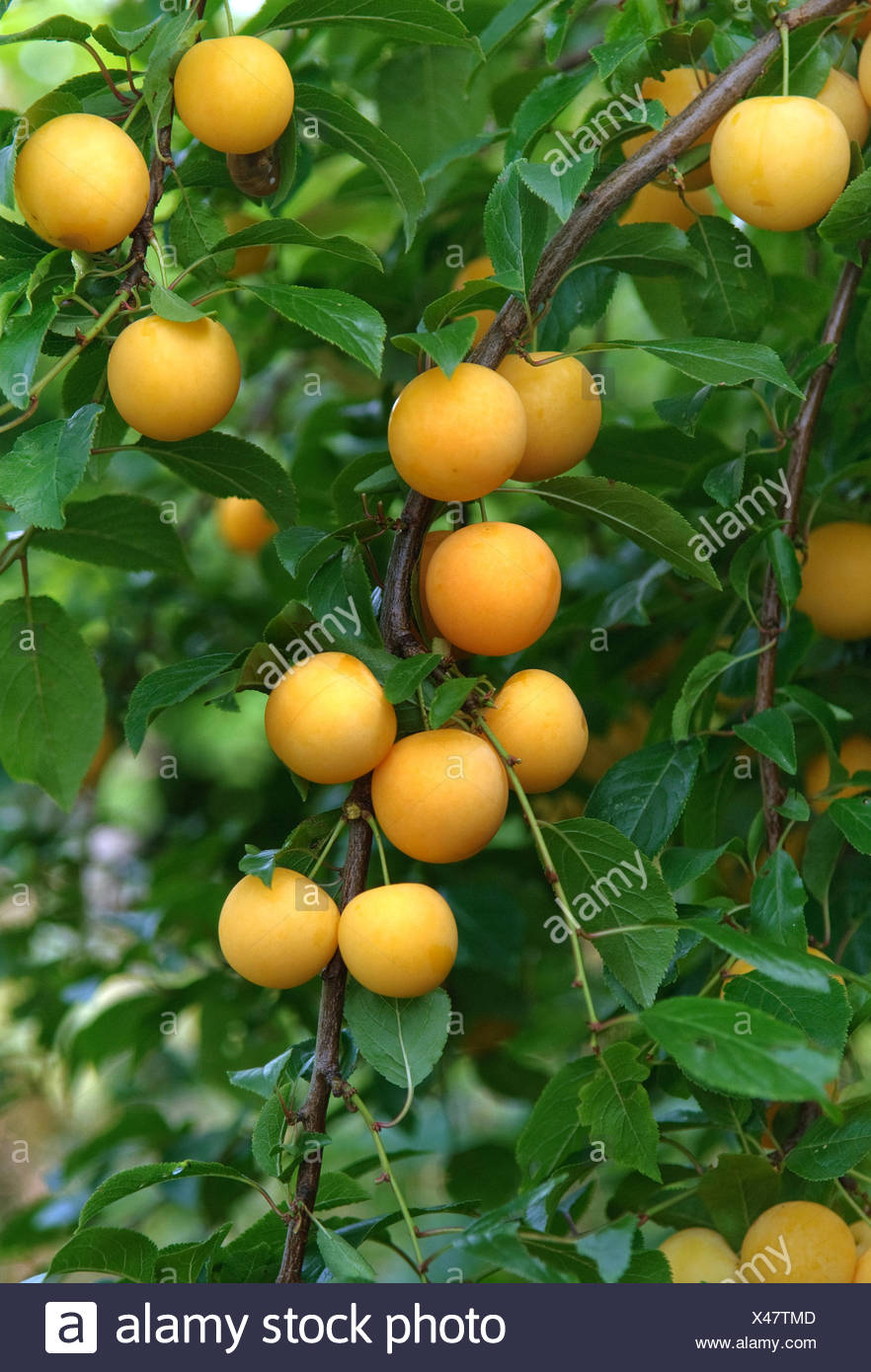 Myrobalan Stock Photos & Myrobalan Stock Images - Alamy