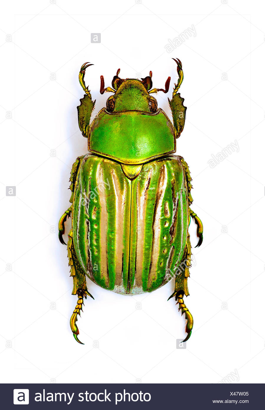 Chrysina Stock Photos & Chrysina Stock Images - Alamy