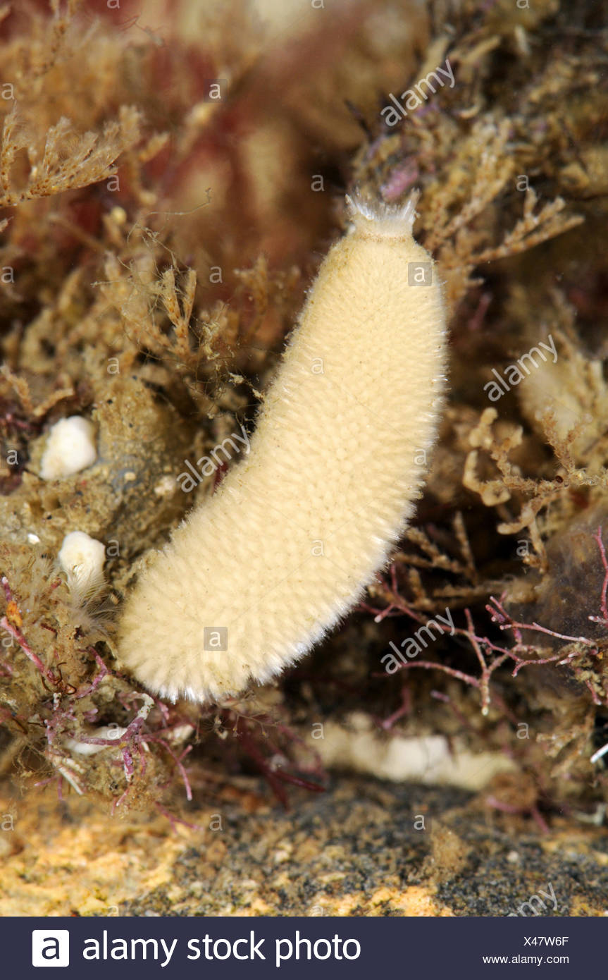 Porifera Sponges Stock Photos & Porifera Sponges Stock Images - Alamy