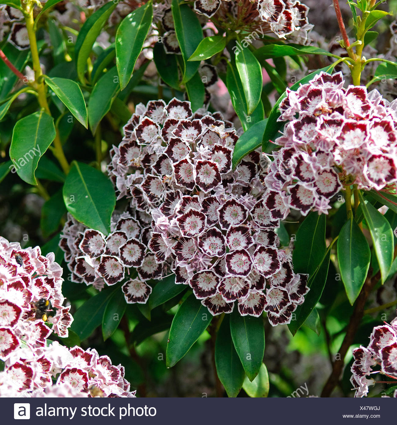 Nani Nani High Resolution Stock Photography and Images - Alamy