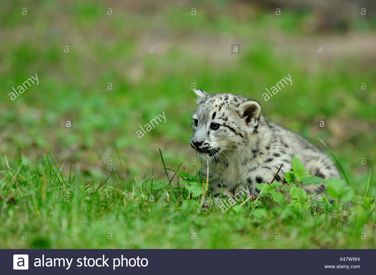 Baby Snow Leopard Stock Photos & Baby Snow Leopard Stock Images - Alamy