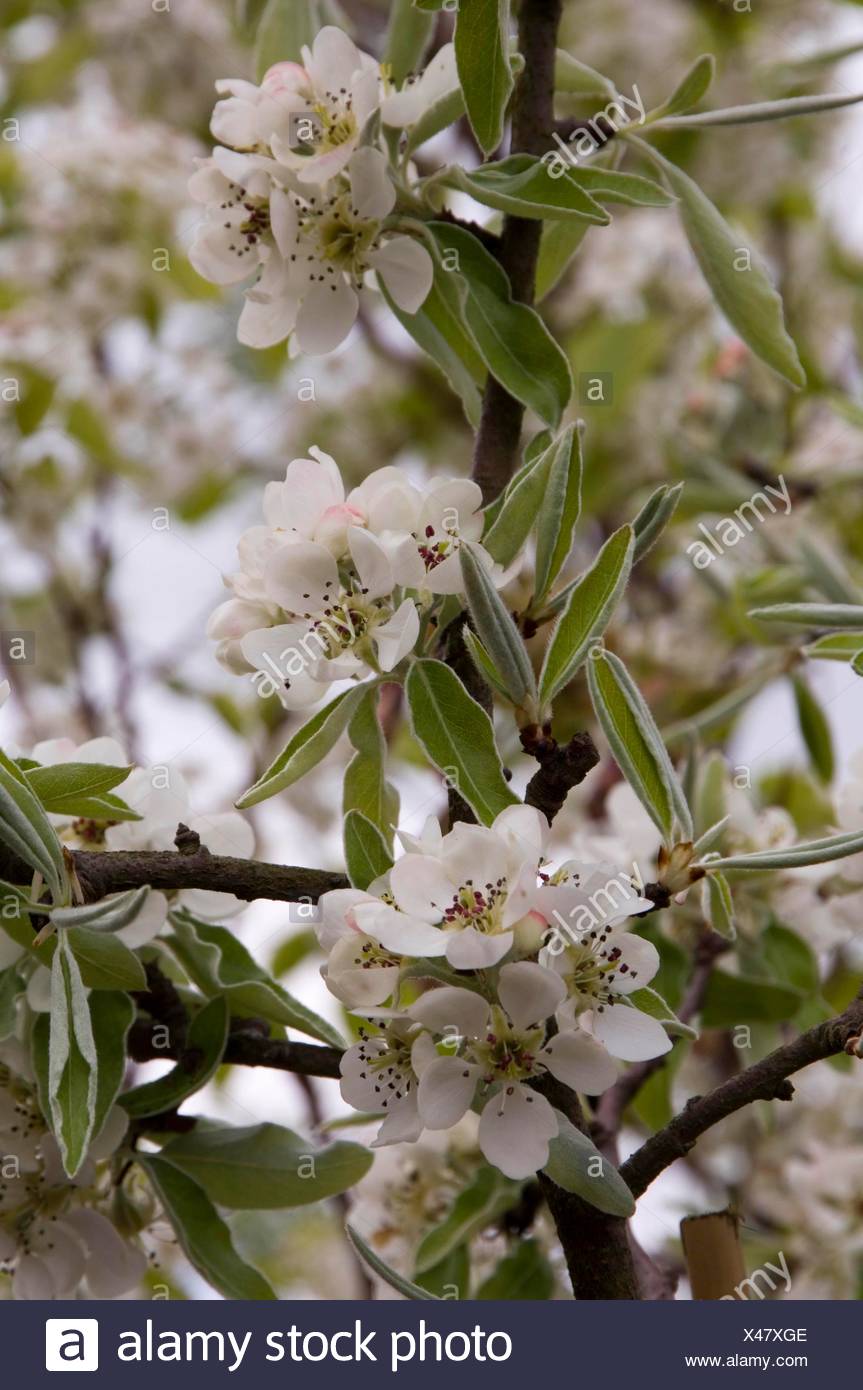 Pyrus Nivalis Stock Photos & Pyrus Nivalis Stock Images - Alamy
