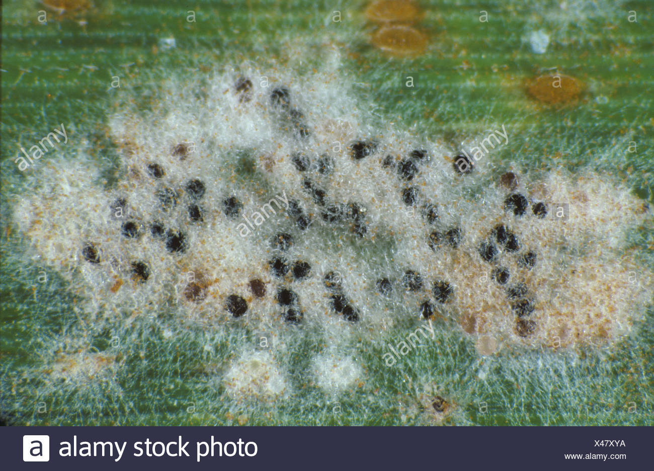 Powdery Mildew Wheat High Resolution Stock Photography and Images - Alamy