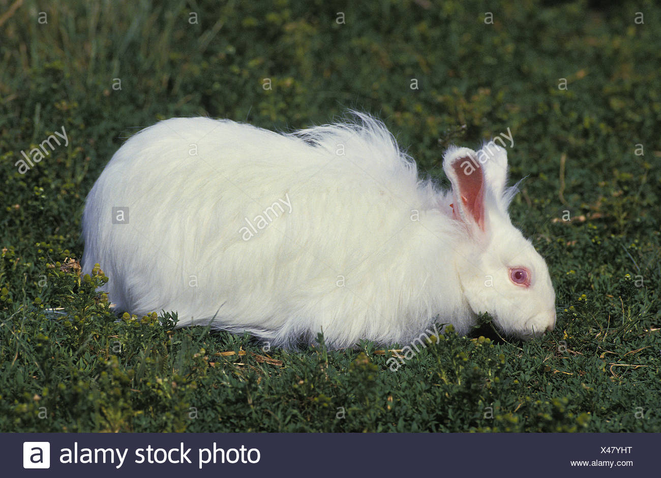 Angora Rabbit White High Resolution Stock Photography and Images - Alamy