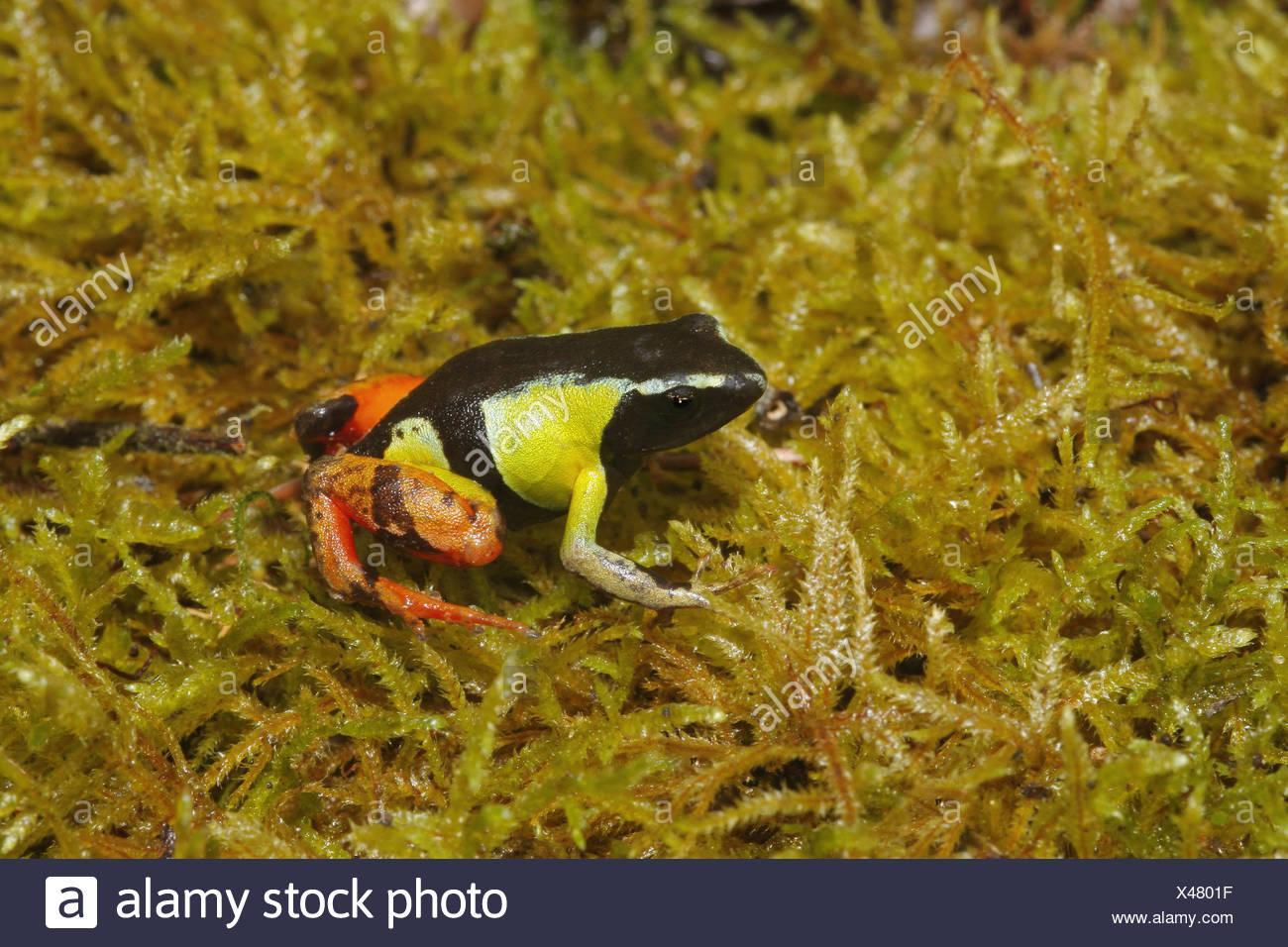 Painted Mantella Frogs Stock Photos & Painted Mantella Frogs Stock ...