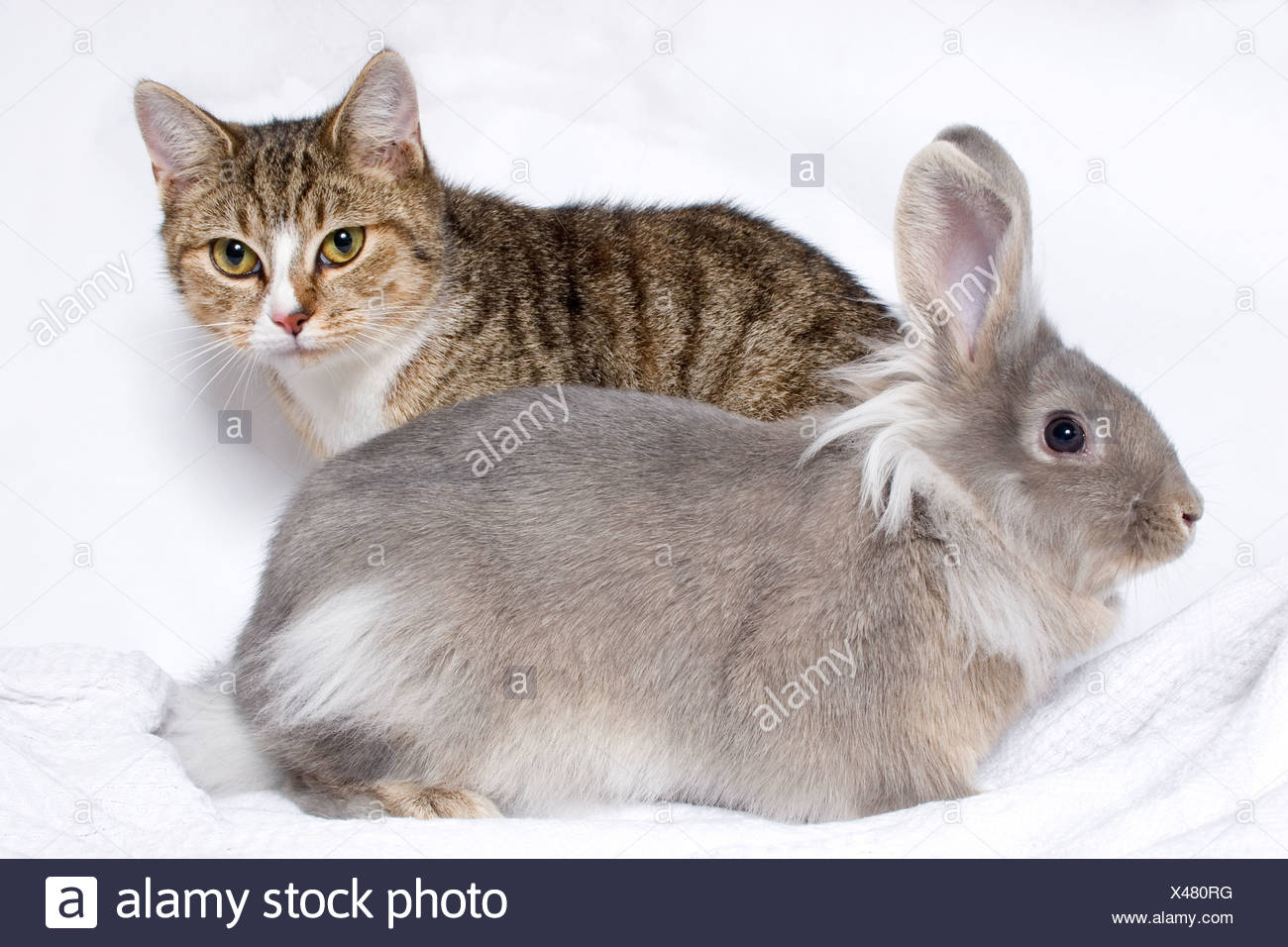 Rabbit And Cat Together High Resolution Stock Photography and Images ...
