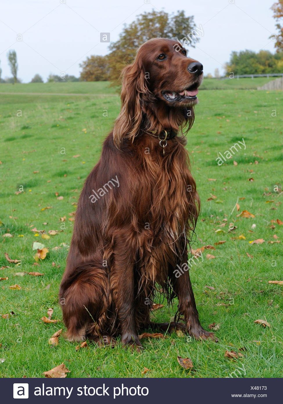 Red Setter Dog High Resolution Stock Photography and Images - Alamy