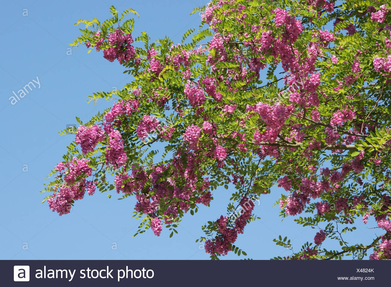 Black Locust Trees High Resolution Stock Photography and Images - Alamy
