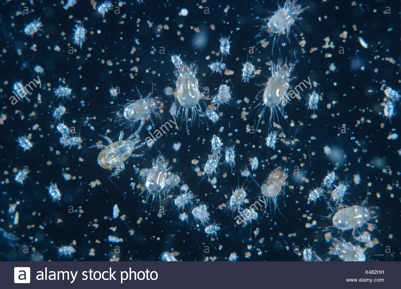 Predatory Mites High Resolution Stock Photography and Images - Alamy