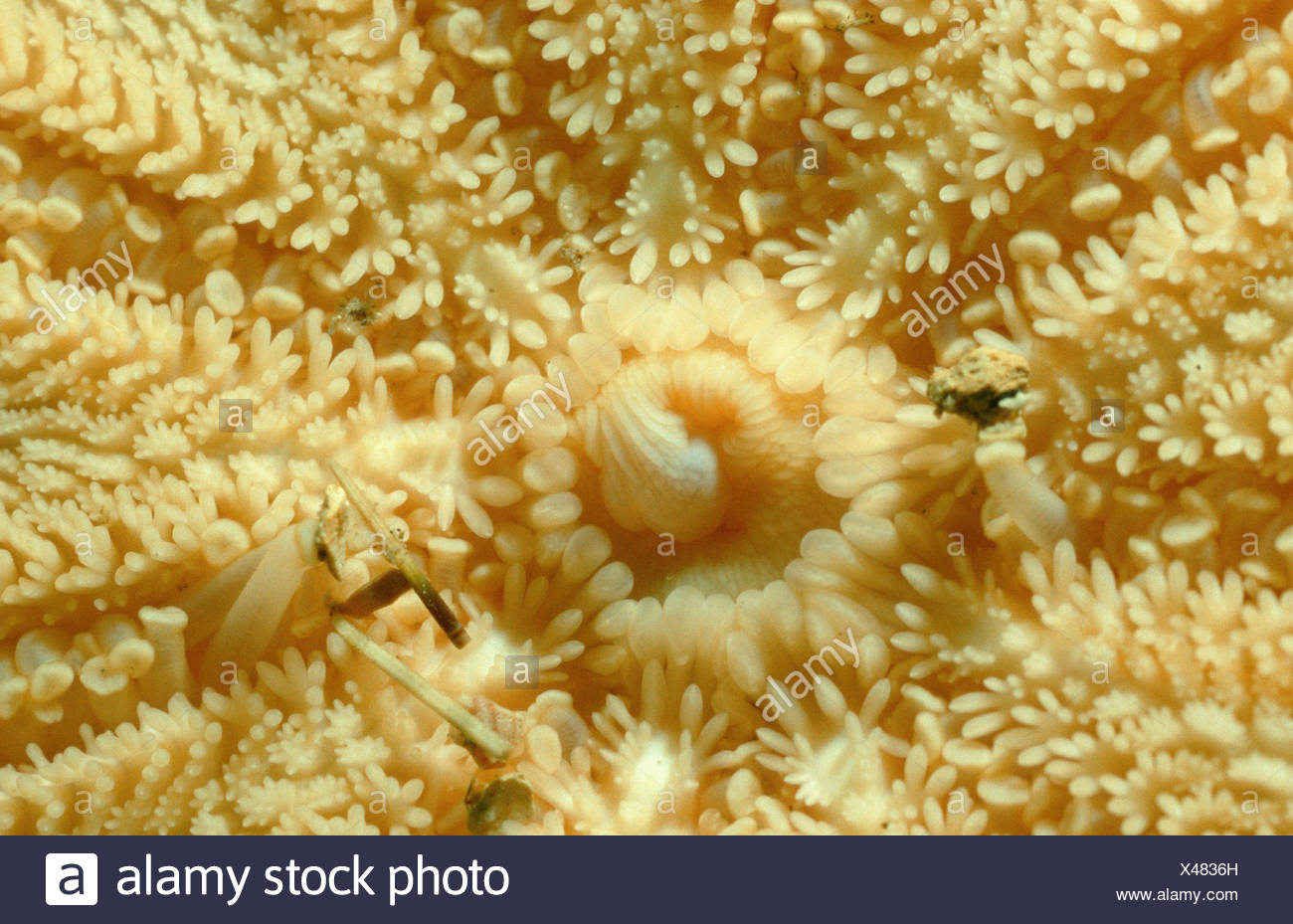 Starfish Mouth Stock Photos & Starfish Mouth Stock Images - Alamy