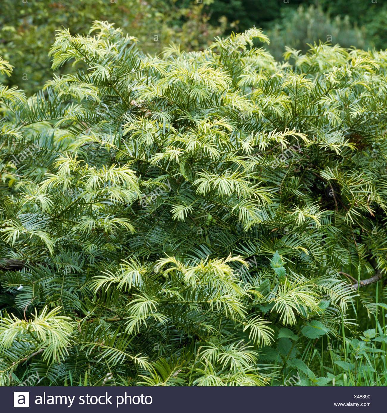 Cows Tail Pine High Resolution Stock Photography and Images - Alamy