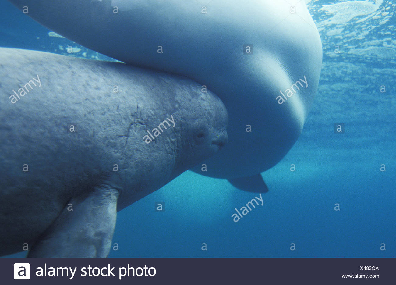 Beluga Whale Underwater High Resolution Stock Photography and Images ...