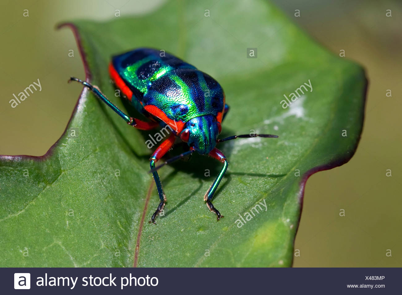 Uganda Insects High Resolution Stock Photography and Images - Alamy