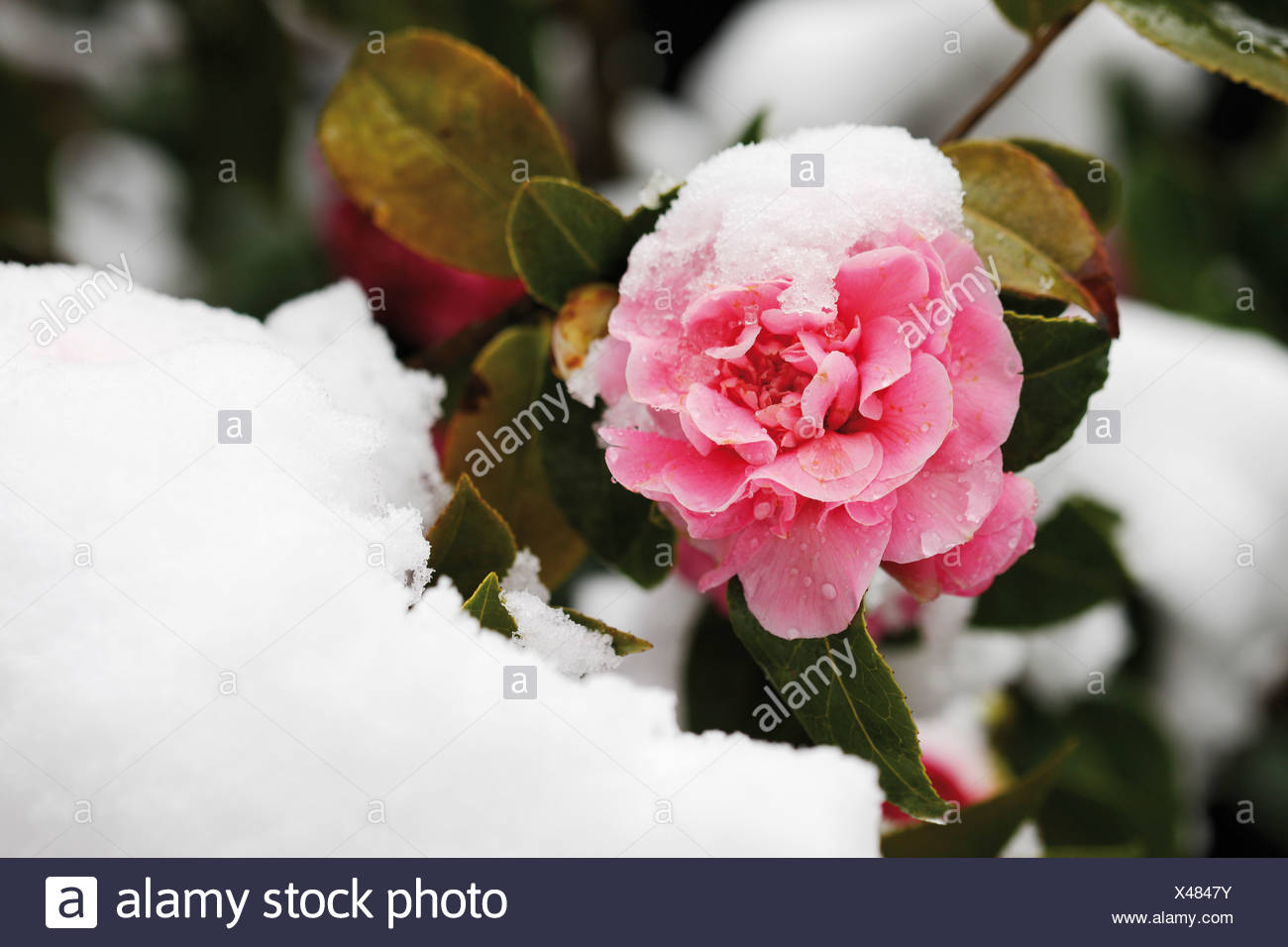 Snow Camellia Stock Photos & Snow Camellia Stock Images - Alamy