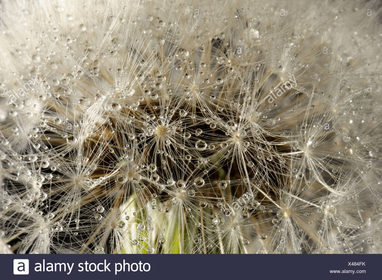Water Seed Dispersal High Resolution Stock Photography and Images - Alamy