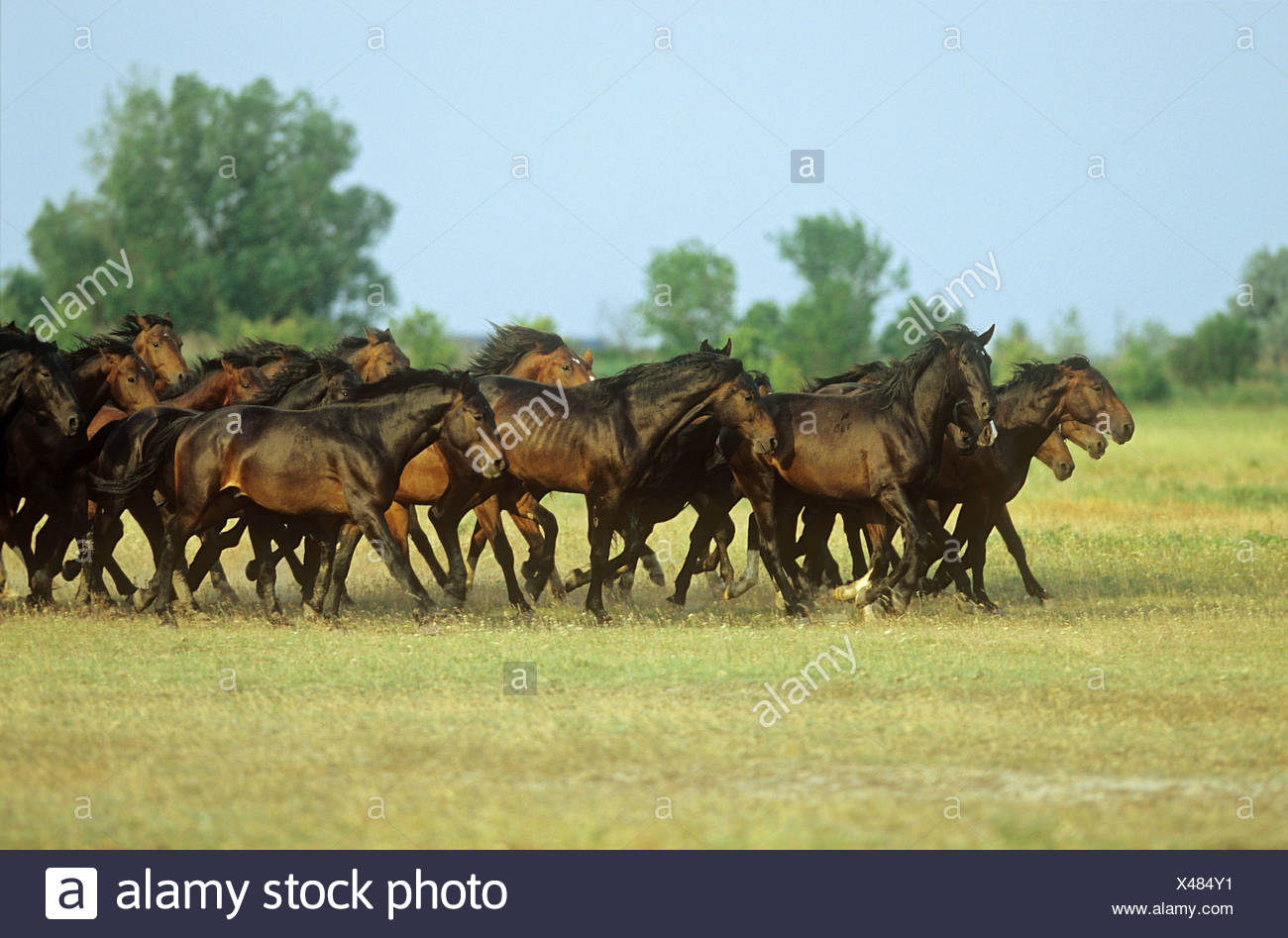 Nonius Horse Stock Photos & Nonius Horse Stock Images - Alamy