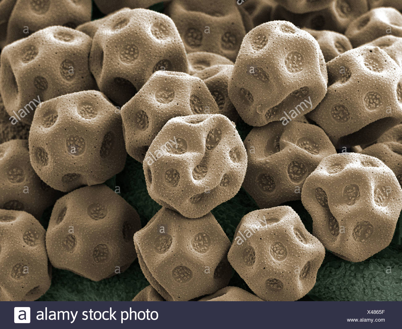 Electron Microscope Pollen High Resolution Stock Photography and Images ...