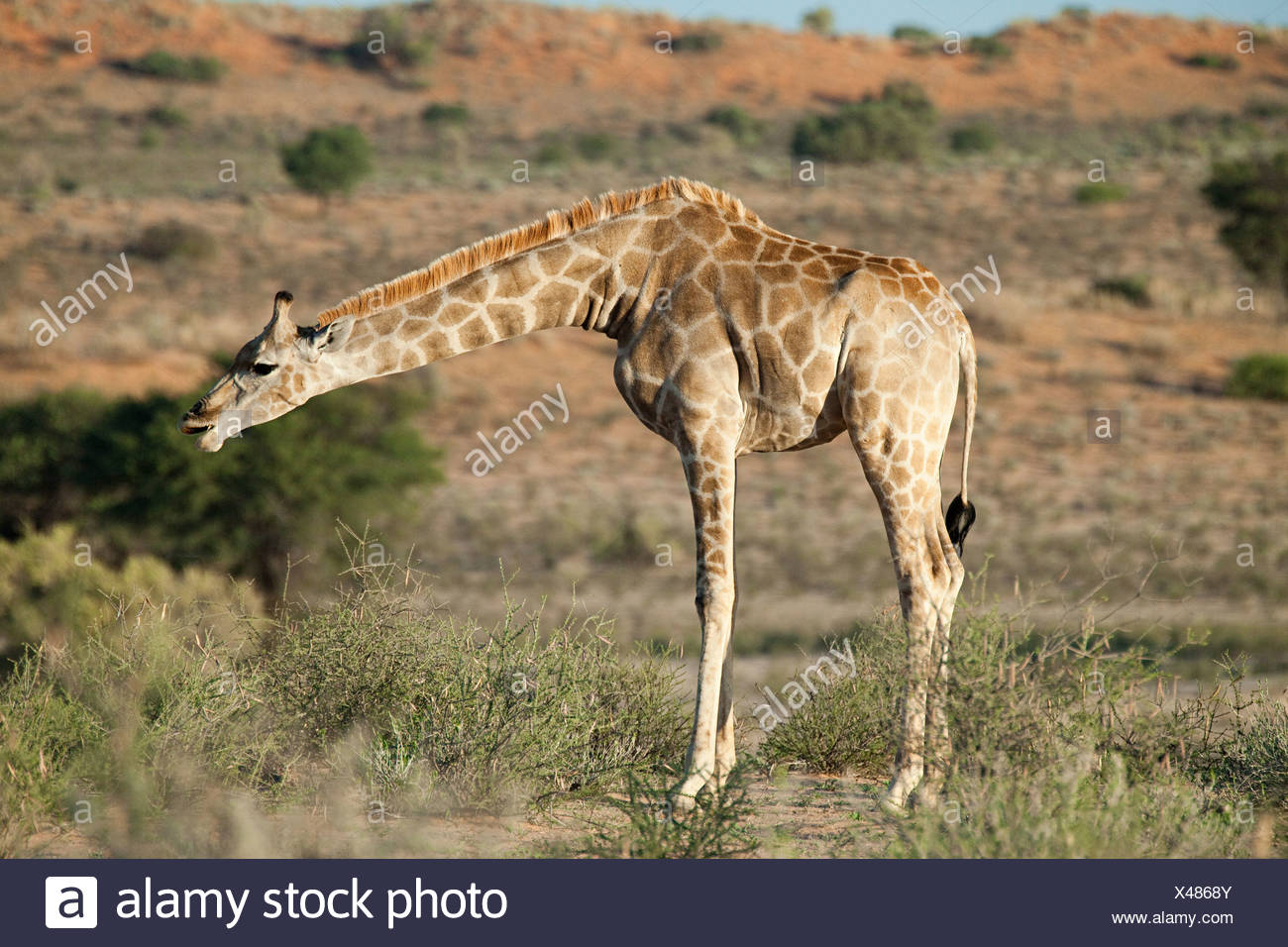 Giraffe In The Wild Stock Photos & Giraffe In The Wild Stock Images - Alamy