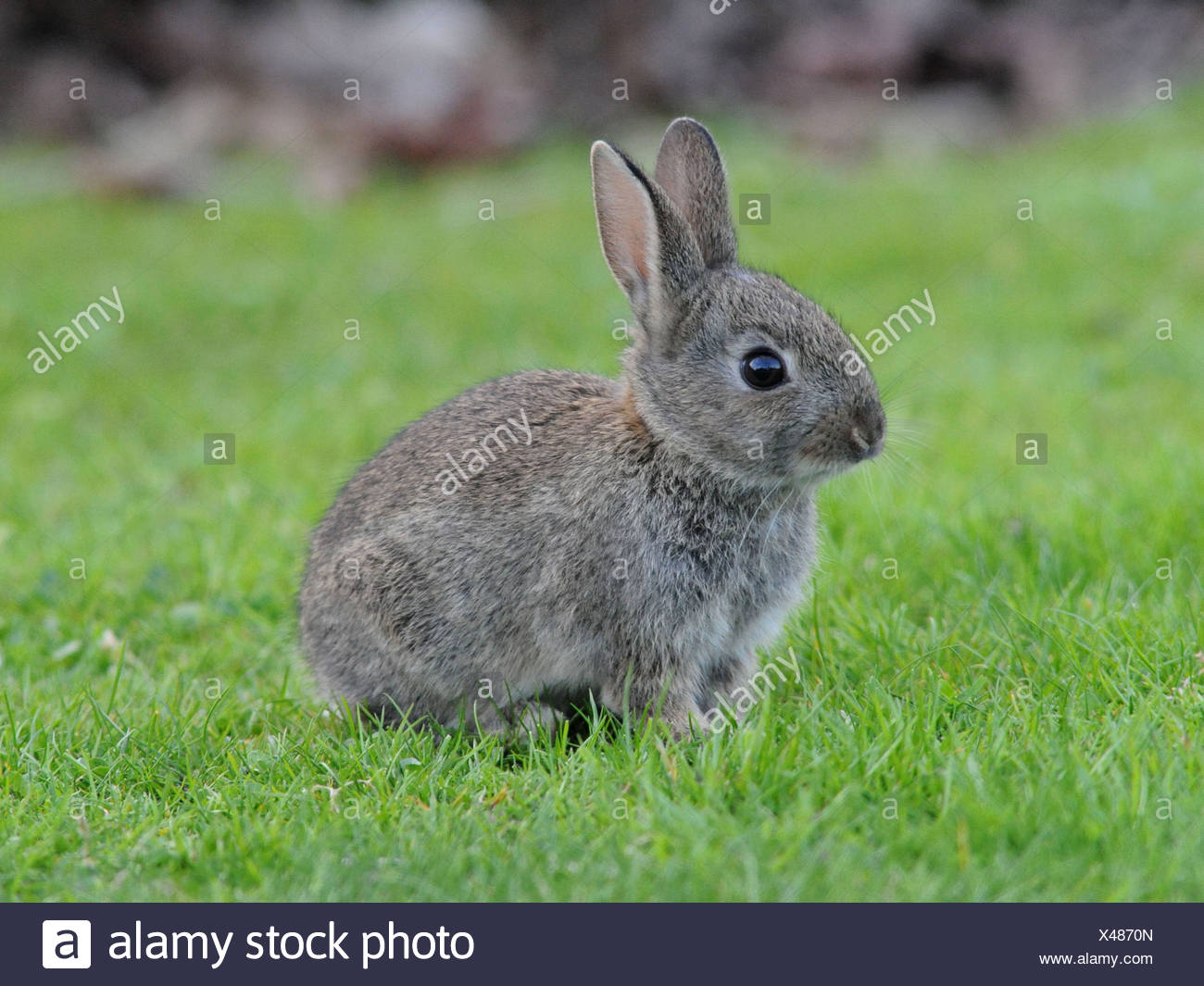 Grey Bunny High Resolution Stock Photography and Images - Alamy