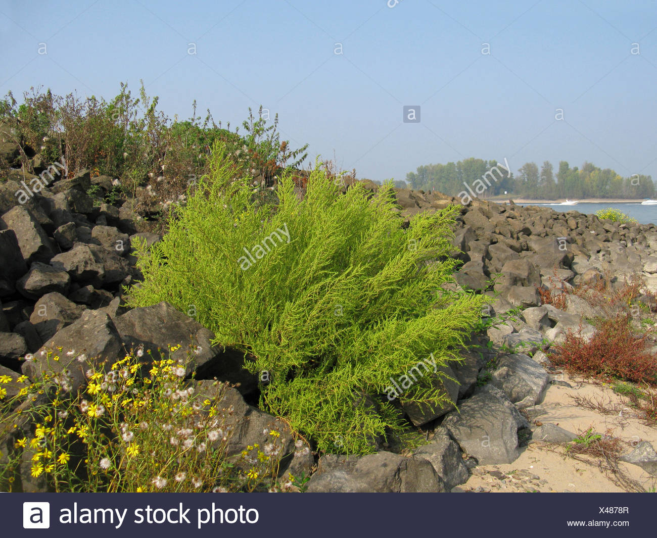Jerusalem Oak Goosefoot High Resolution Stock Photography and Images ...