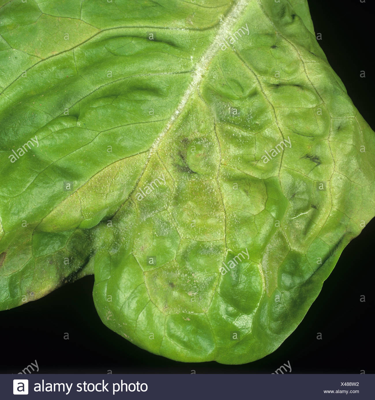 Bremia High Resolution Stock Photography and Images - Alamy