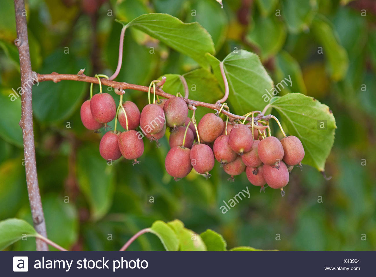 Red Tara High Resolution Stock Photography and Images - Alamy
