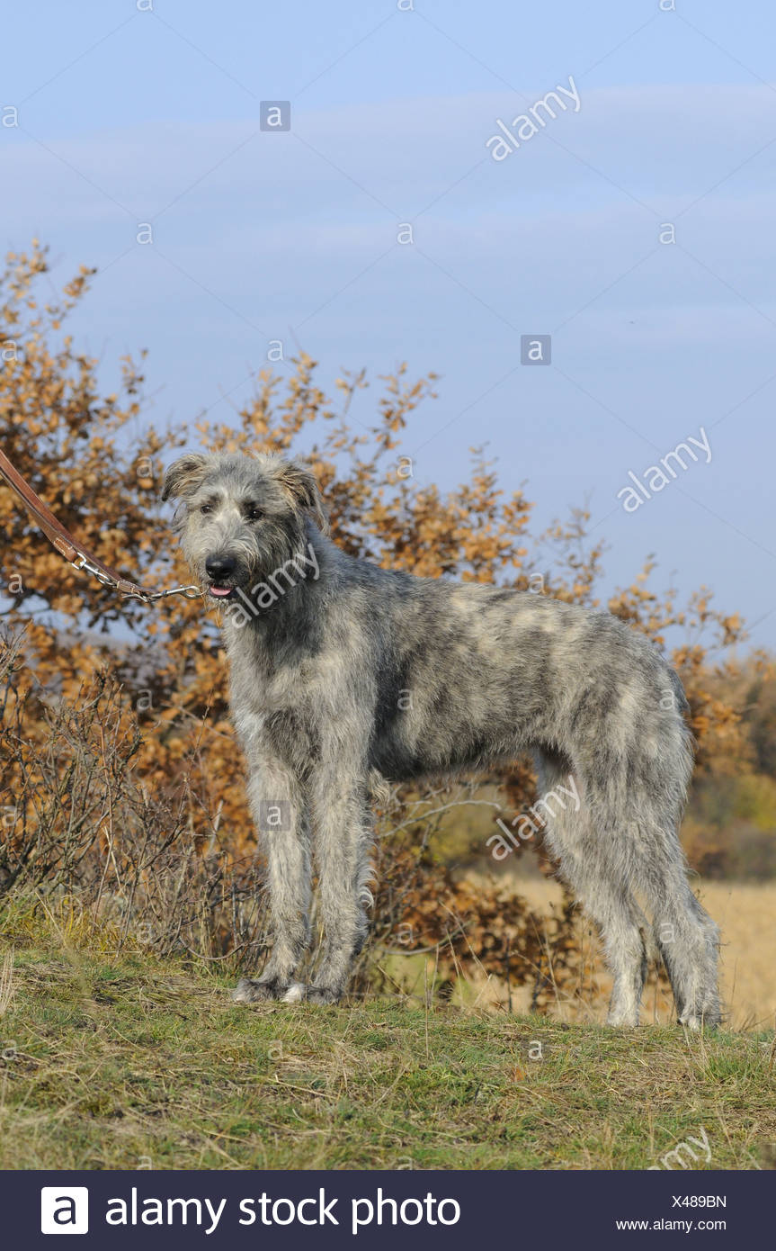 Irish Wolfhound High Resolution Stock Photography and Images - Alamy