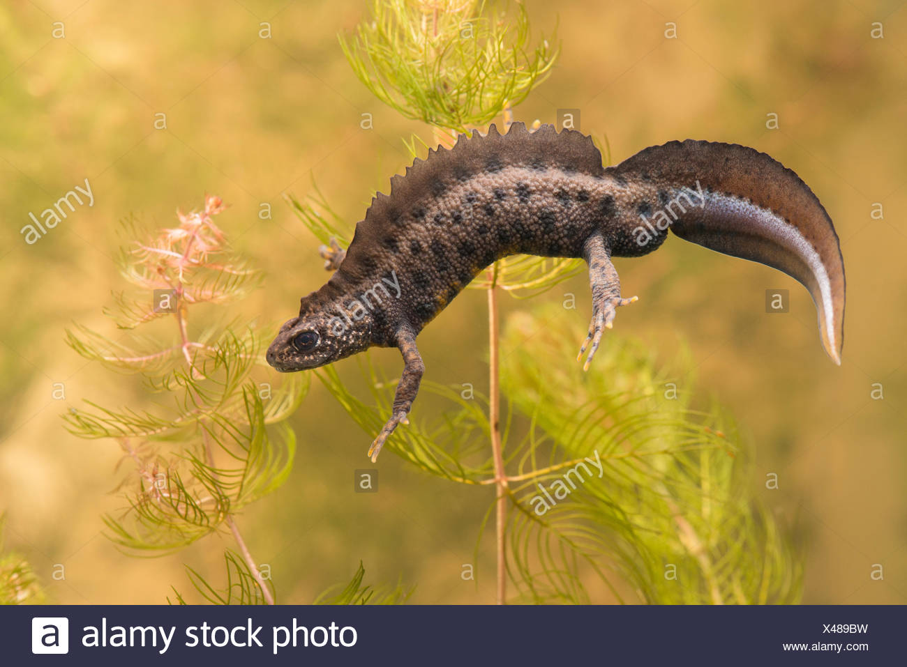 Male Crested Newt High Resolution Stock Photography and Images - Alamy