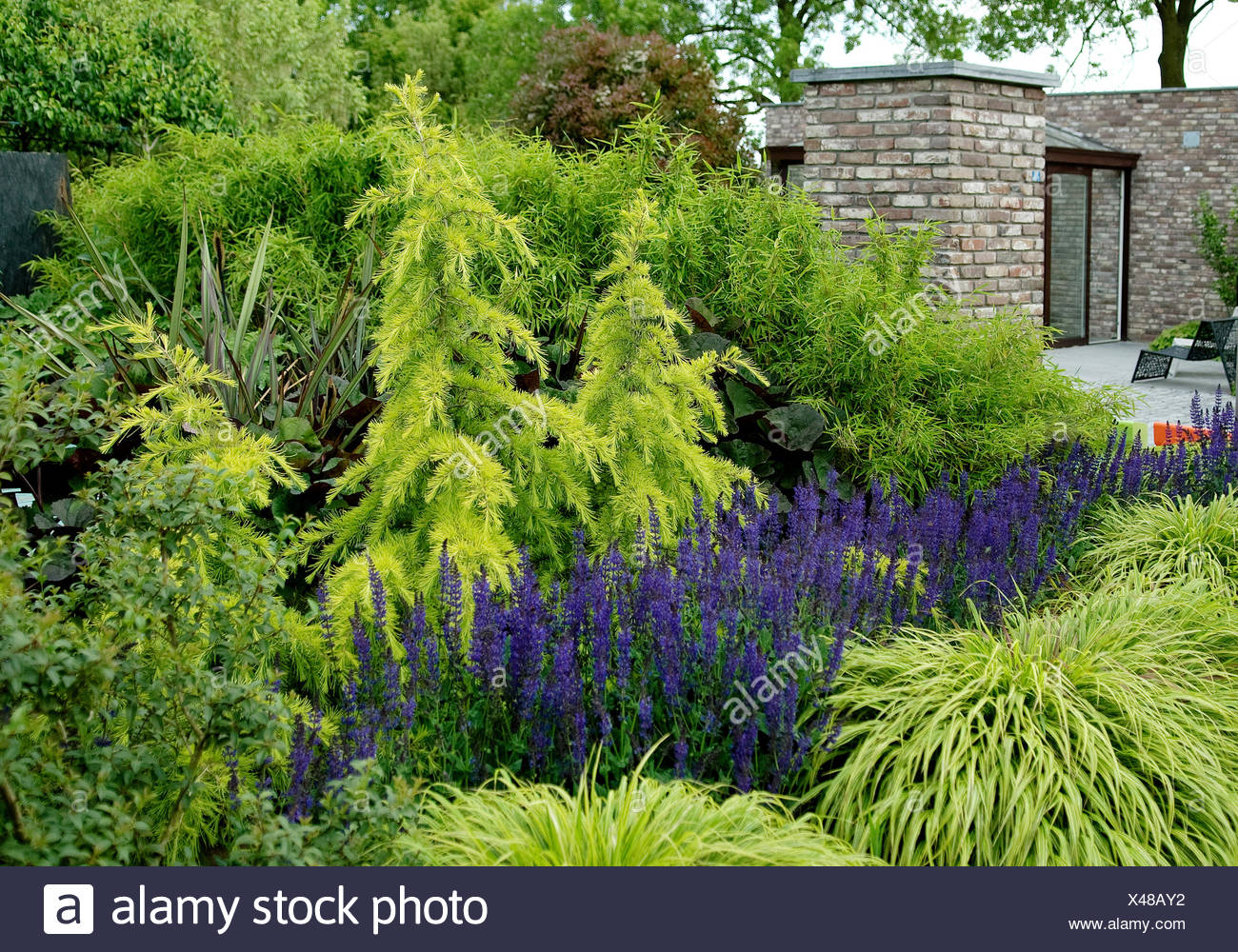 Indian Cedars High Resolution Stock Photography and Images - Alamy