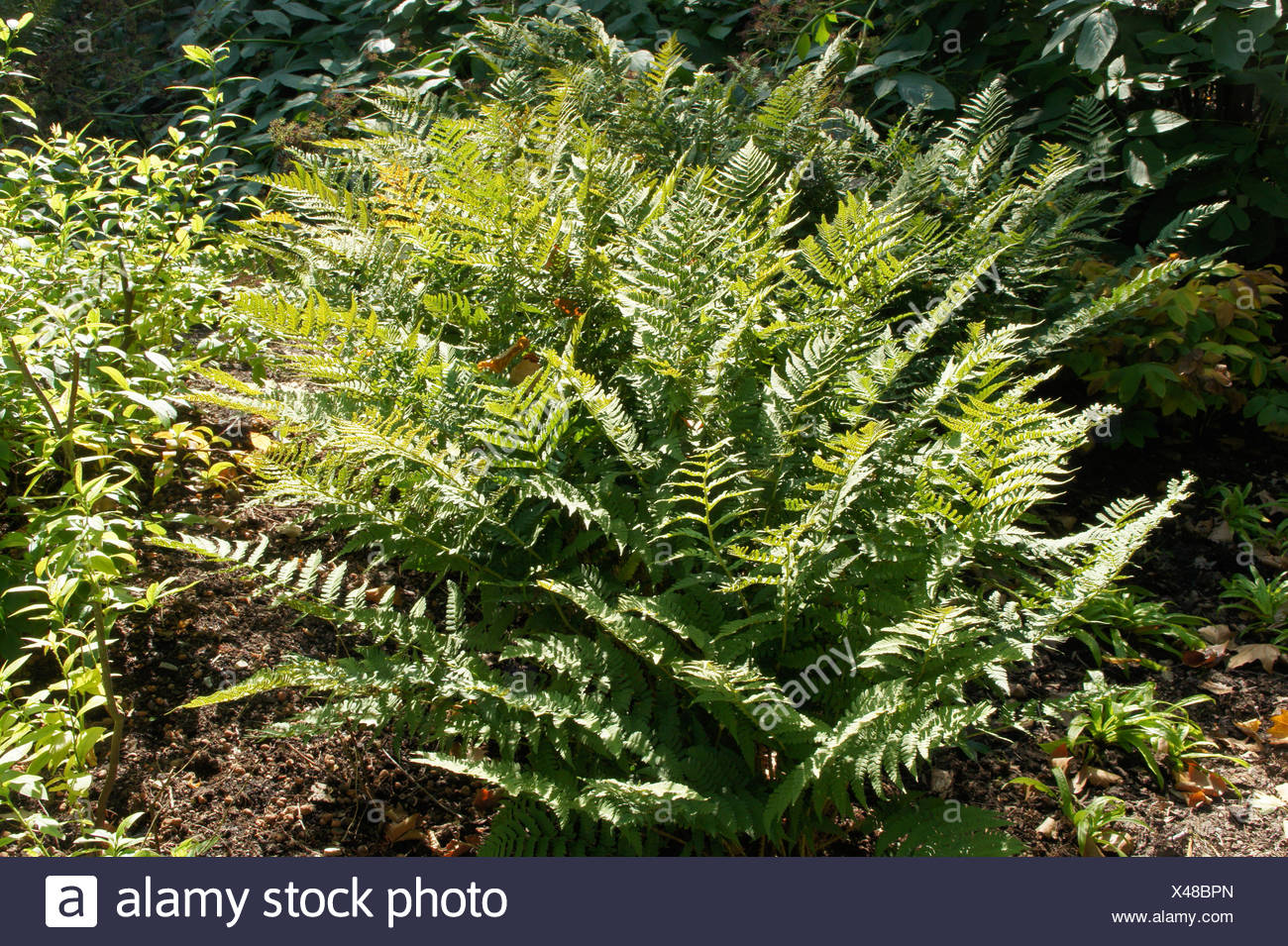 Dryopteris Marginalis High Resolution Stock Photography and Images - Alamy
