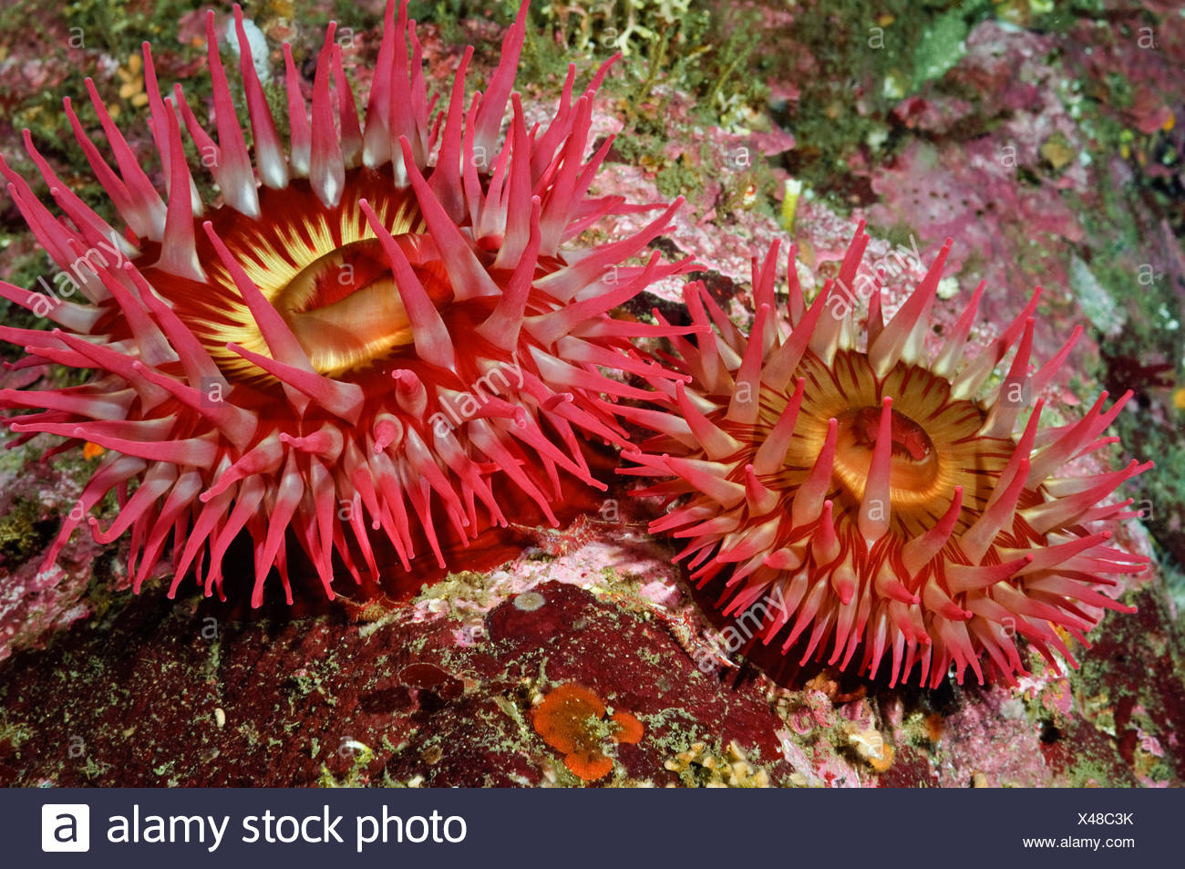 Christmas Anemone Stock Photos & Christmas Anemone Stock Images - Alamy