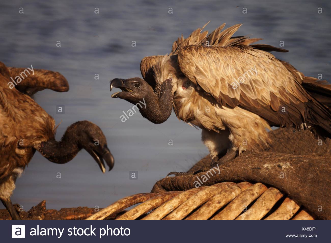Elephant Vulture High Resolution Stock Photography and Images - Alamy