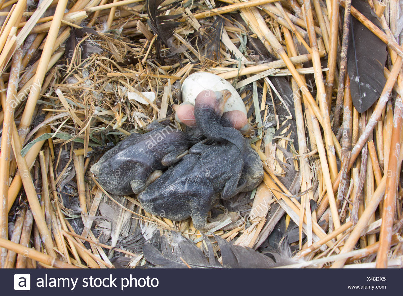 Baby Cormorant High Resolution Stock Photography and Images - Alamy
