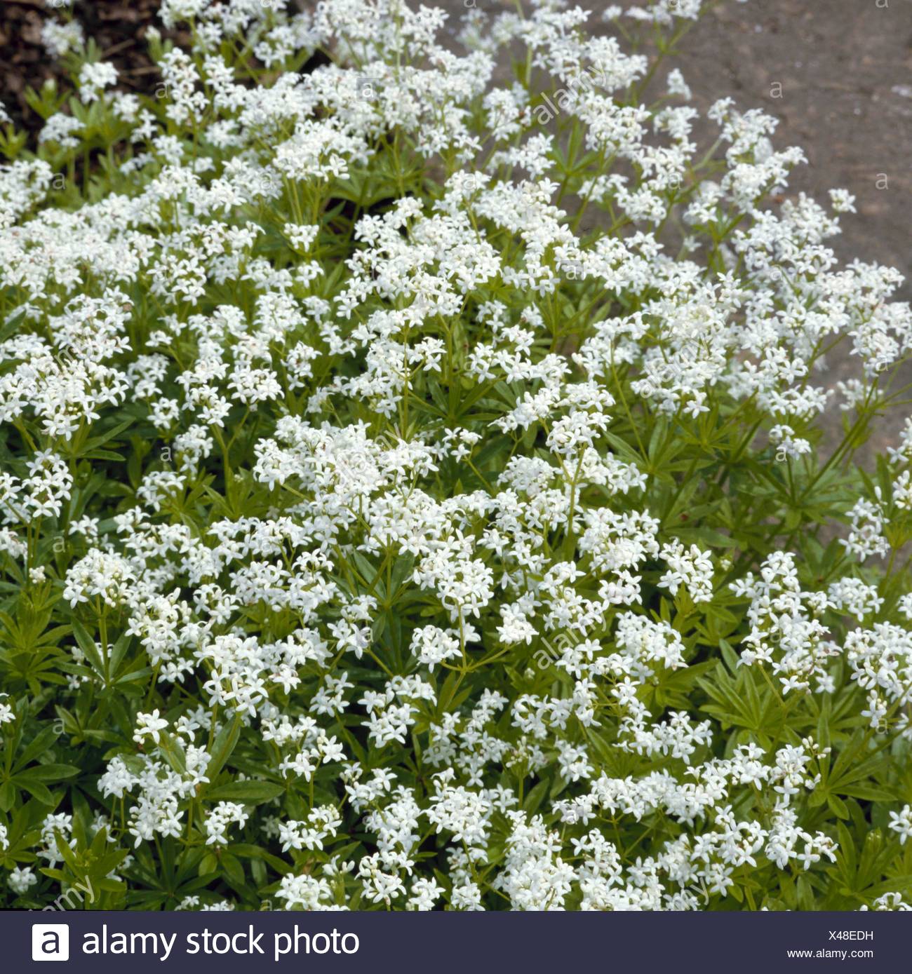 Galium Odoratum High Resolution Stock Photography and Images - Alamy