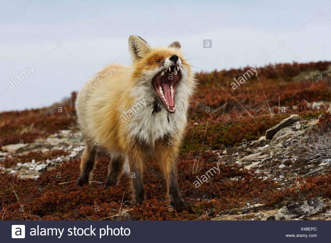 Norway Arctic Fox Stock Photos & Norway Arctic Fox Stock Images - Alamy