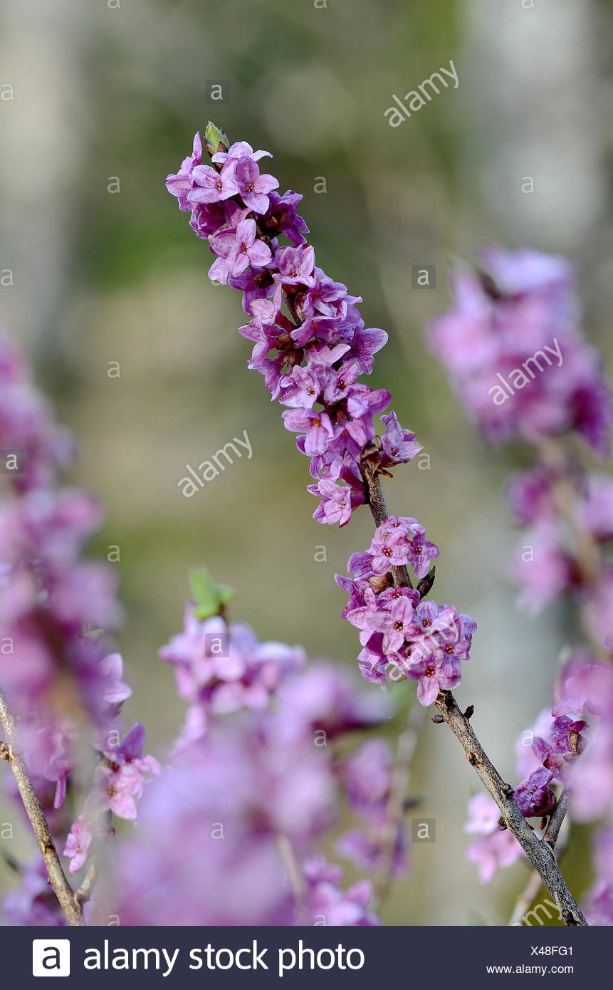 Daphne Flower High Resolution Stock Photography and Images - Alamy