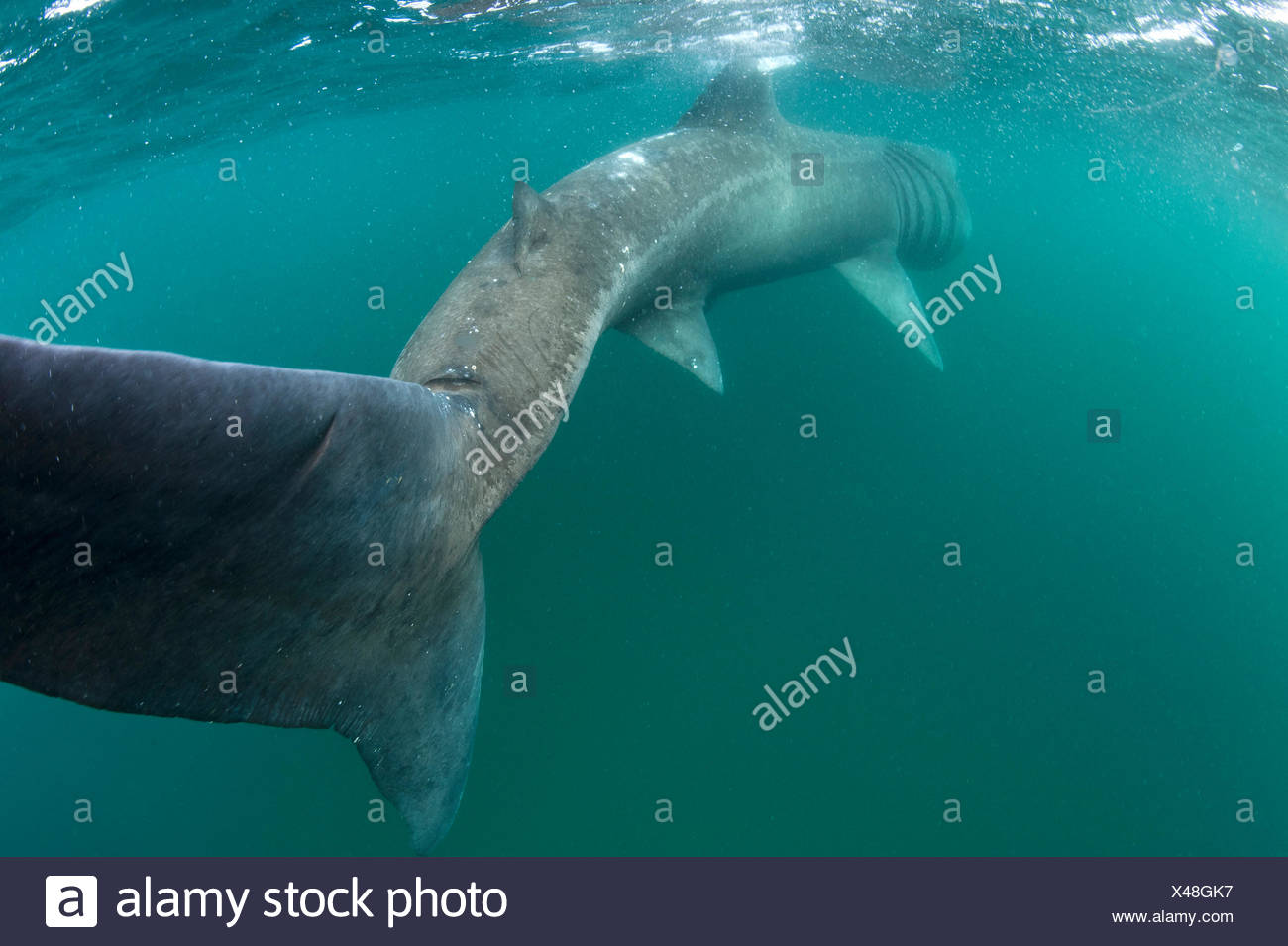 Basking Sharks High Resolution Stock Photography and Images - Alamy