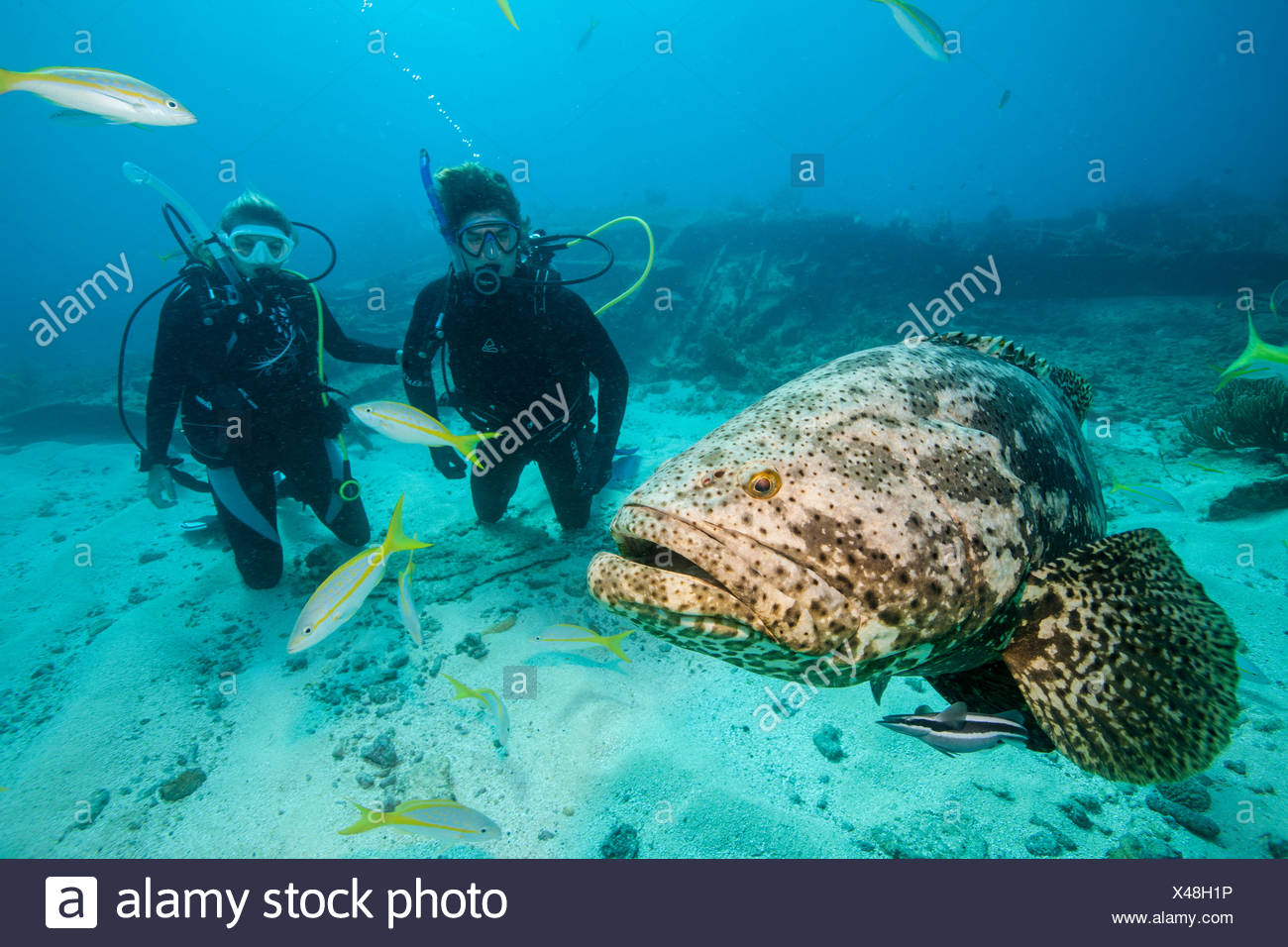 Fish Grouper High Resolution Stock Photography and Images - Alamy