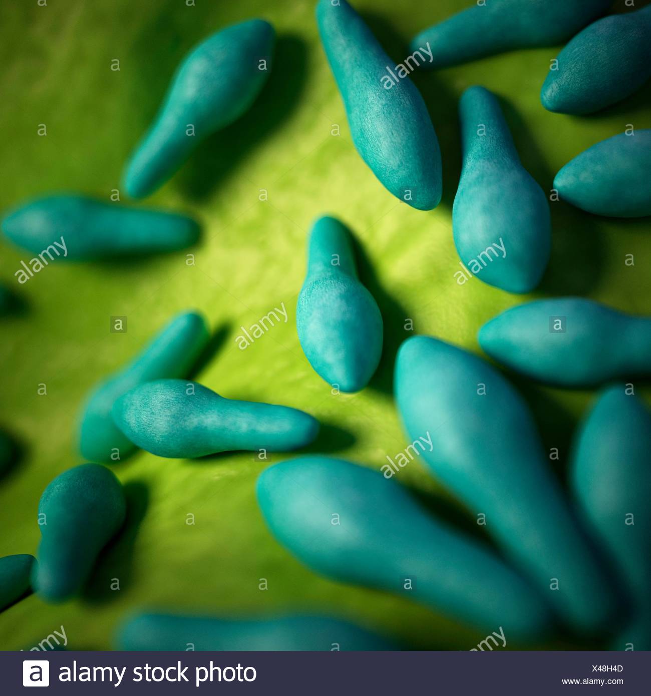 Clostridium Bacteria High Resolution Stock Photography and Images - Alamy