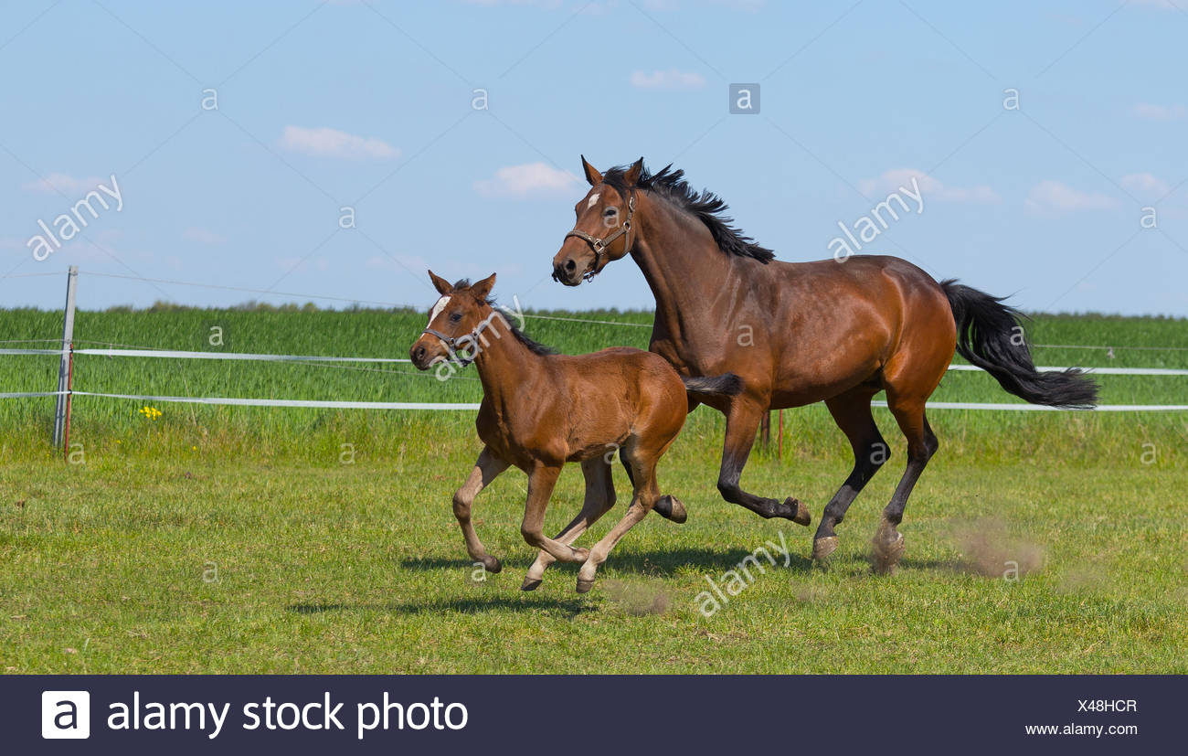 Flying Horses High Resolution Stock Photography and Images - Alamy