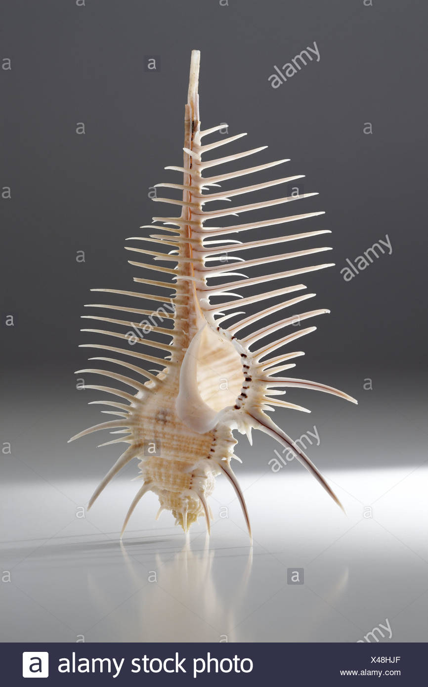 Murex Triremis High Resolution Stock Photography and Images - Alamy