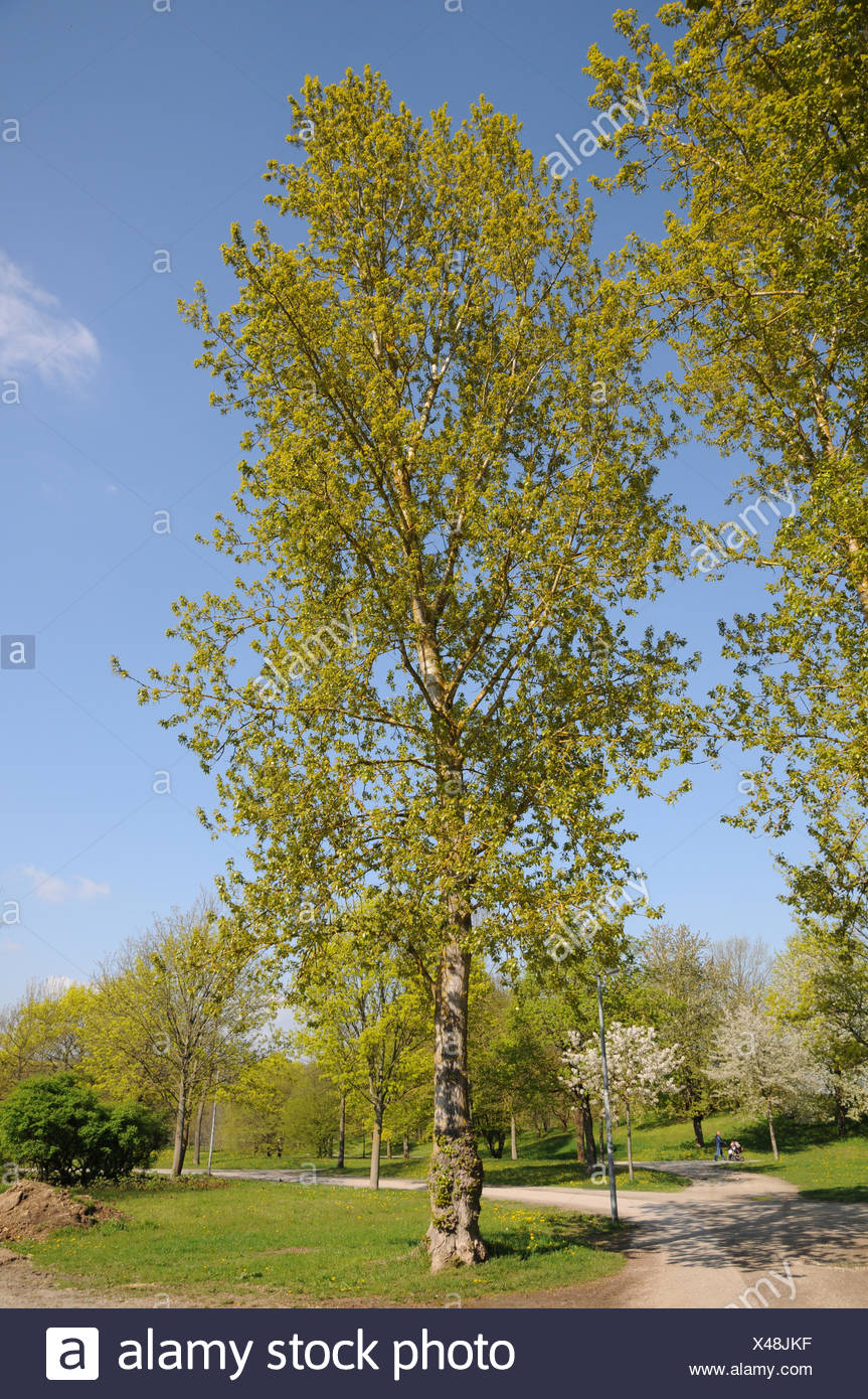 Balsam Poplar Trees High Resolution Stock Photography and Images - Alamy