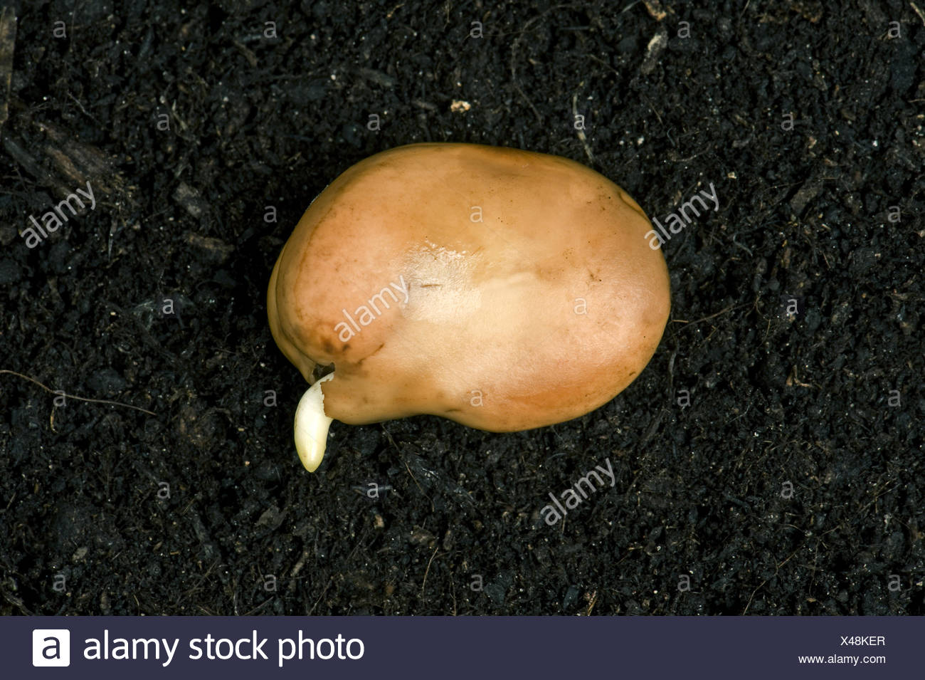 Germinating Bean Seed High Resolution Stock Photography and Images - Alamy
