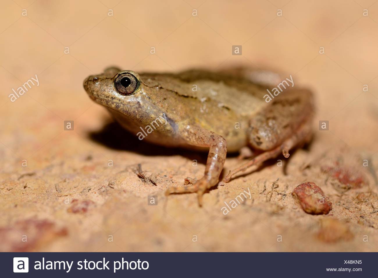 Asian Painted Frog High Resolution Stock Photography and Images - Alamy