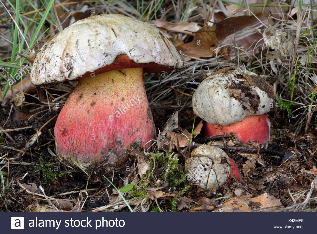 Devils Mushroom High Resolution Stock Photography and Images - Alamy