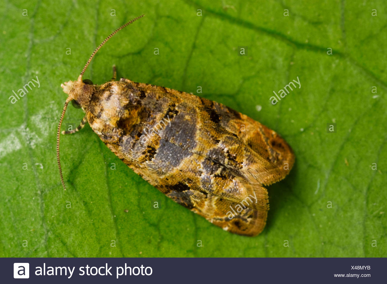 Grapevine Moth High Resolution Stock Photography and Images - Alamy