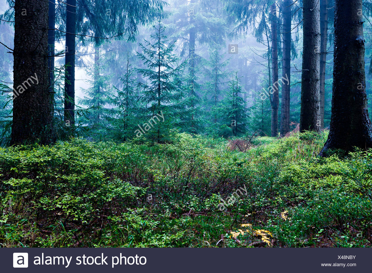 Thuringian Forests High Resolution Stock Photography and Images - Alamy