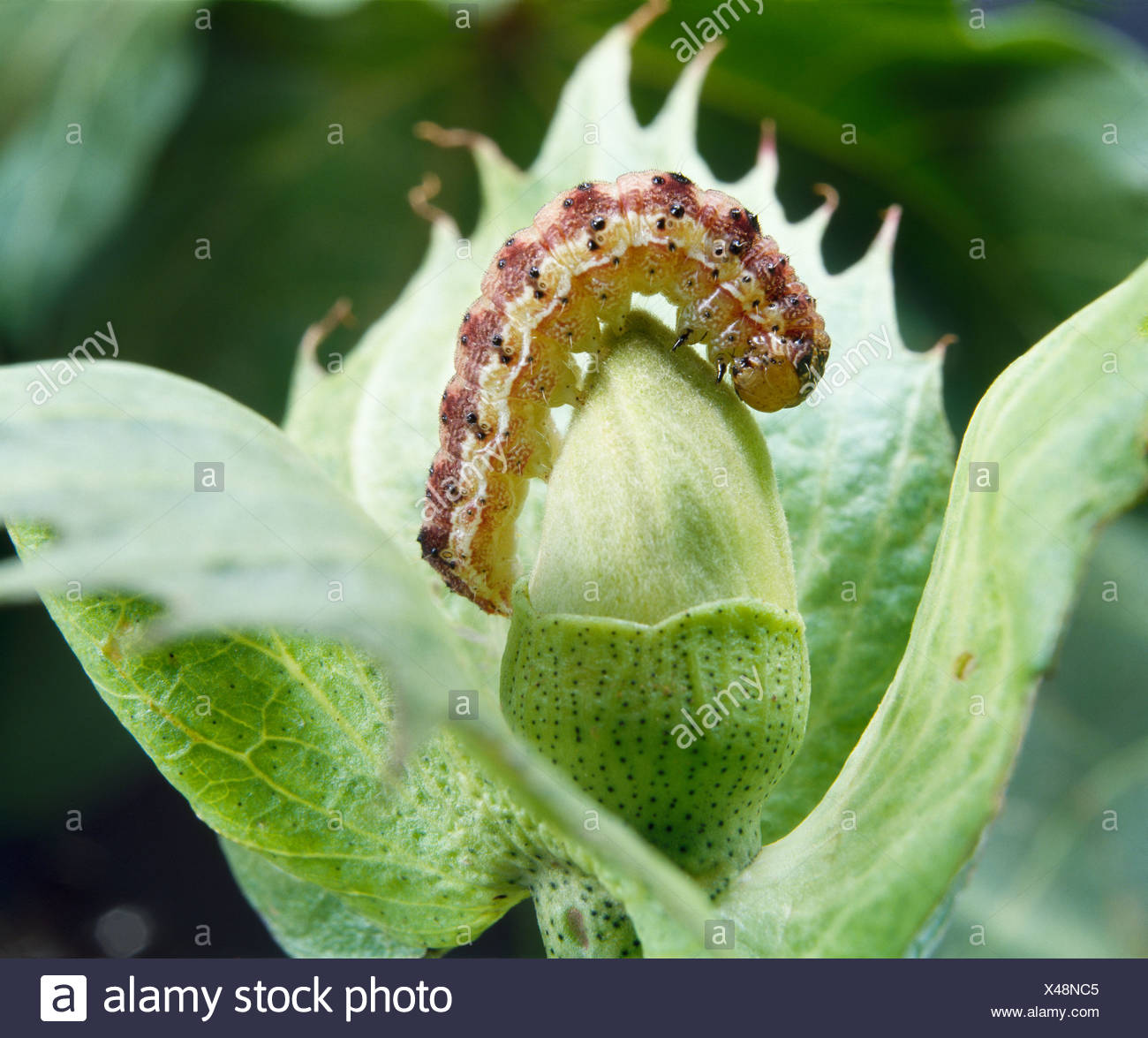Tobacco Budworm Moth High Resolution Stock Photography and Images - Alamy