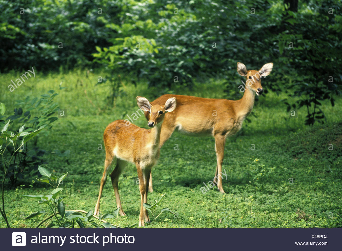 Sangai Stock Photos & Sangai Stock Images - Alamy